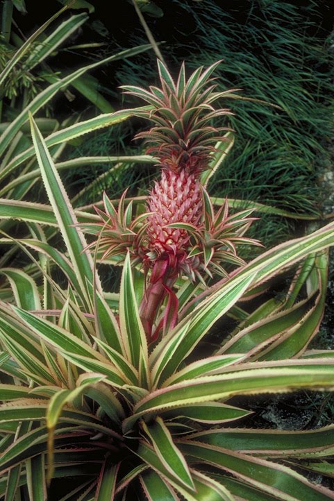 Cultura Guaraní: La piña, el ananá o (avakashí